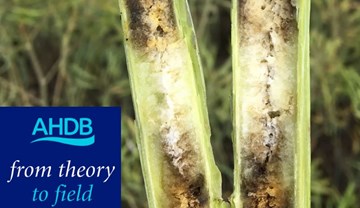 Cabbage stem flea beetle (CSFB) and its management in oilseed rape | AHDB